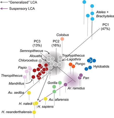 Pca On 26 Logged Geometric Mean Standardized Variables Representing Download Scientific Diagram