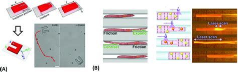 A Light Driven Crawler Actuated By Peristaltic Deformation Of A Download Scientific Diagram
