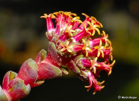 Crassula Columnaris Flowering A Photo On Flickriver