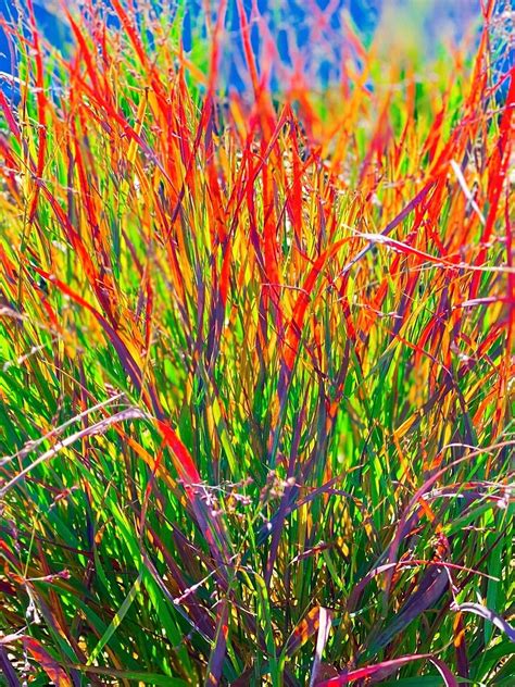 Shop Lake City Grasses