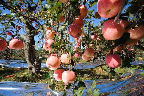 苹果种植园图片素材 苹果种植园设计素材 苹果种植园摄影作品 苹果种植园源文件下载 苹果种植园图片素材下载 苹果种植园背景素材 苹果种植园模板下载 搜索中心