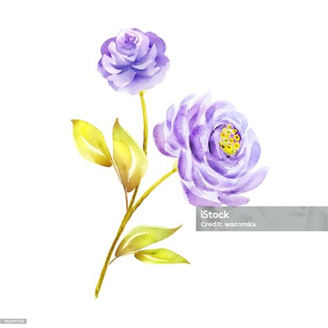 수채화 식물 그림 보라색 모란 핑크 장미 옐로우 골드 나뭇잎 빈티지 스프레이 꽃 꽃다발 변덕 스러운 자연 흰색 배경에 고립 된
