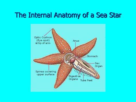 Ppt Marine Biology Powerpoint Presentation Free Download Id 5671598