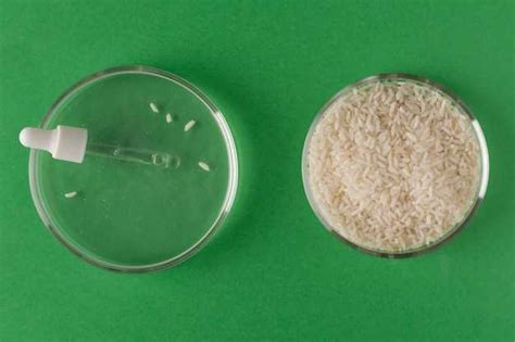 Metronidazole Di Indonesia