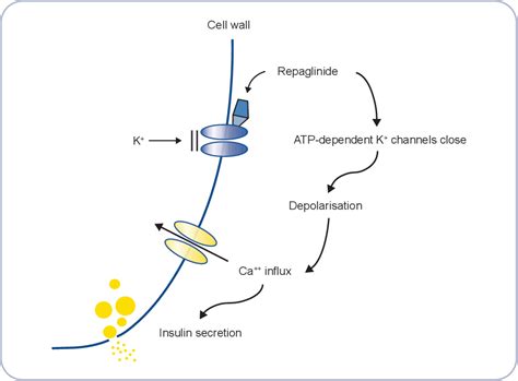 Figure 1 From Fixed Combination Of Repaglinide And Metformin In The Management Of Type 2