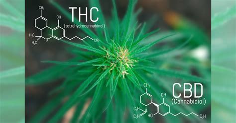 Exploring The Differences Between Thc And Cbd