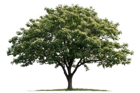 Transparent Tree PNGs For Free Download