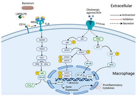 Acetylcholine Synthesis Pathway