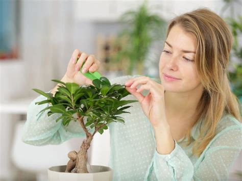 How To Trim A Bonsai Tree Florgeous