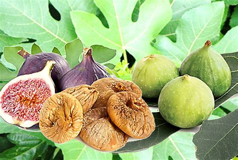 Фиговое дерево или инжир — описание как выглядит плод