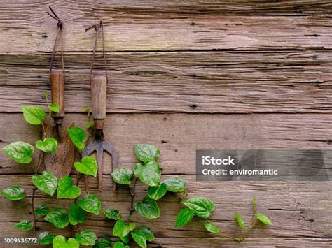 오래 된 빈티지 더러운 정원 흙 손과 포크 오래 된 녹슨 못에서 매달려 나무 정원 울타리 울타리 자란 식물을 등반와 풍 화 0명에 대한 스톡 사진 및 기타 이미지 Istock