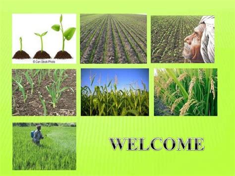 Classification Of Crops Pptx