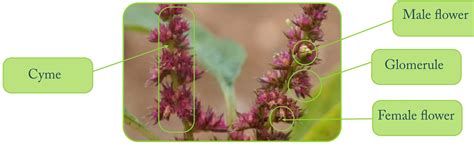 The Structure Of Amaranthus Spp Inflorescence Is Composed Of