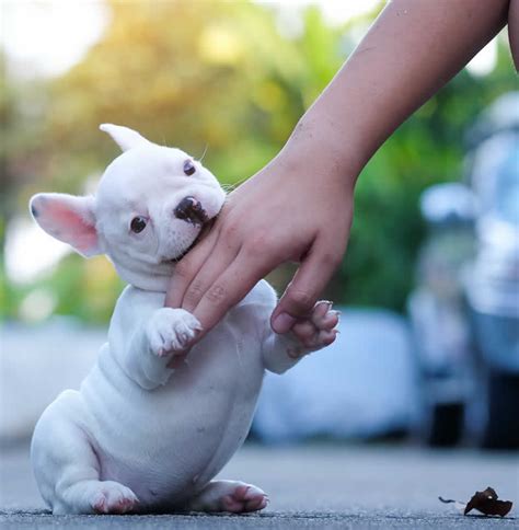 Enséñale A Tu Cachorro Que No Muerda Conociendo A Mi Perro Y A Mi Gato