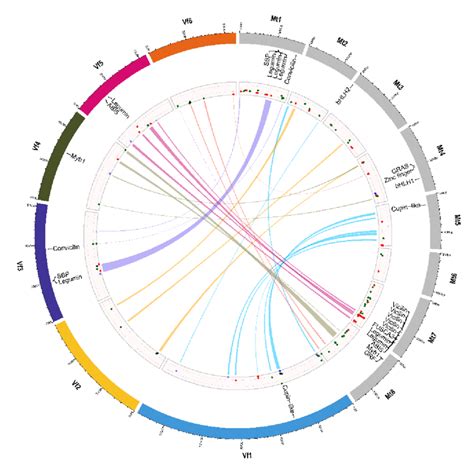 Circos Plot Showing Synteny Between V Faba And M Truncatula Genomes