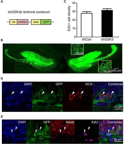 Efficiency Of Lentivirus Infection In Dentate Gyrus Dg Of Injected Download Scientific