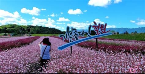 서울 경기분들에게 10월의 여행지로 추천해보고 싶은 곳 최근 21만명이상 다녀간 가장 핫한 철원 고석정꽃밭 인기 급상승