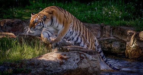 тигр котэ прикольные картинки с кошками смешные картинки и другие приколы комиксы гиф