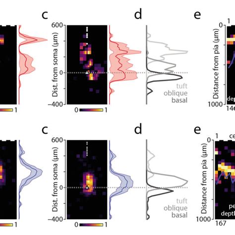 Subcellular Connectivity Maps Of Thalamic Input Areas A A Confocal Download Scientific