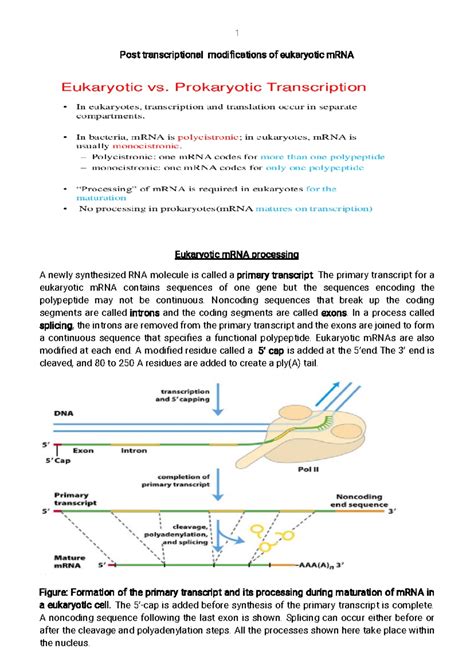 Post Transcriptional Modifications Of M Rna