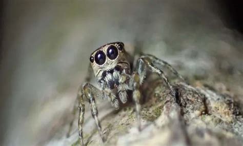 Turkey Arrest Made In Attempted Smuggling Of Venomous Spiders And