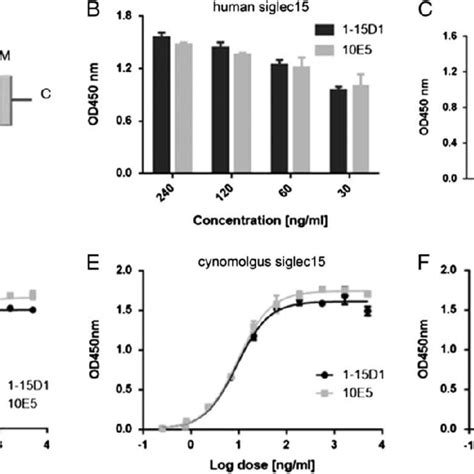 Characterization And Cross Reactivity Of Anti Siglec 15 Monoclonal Download Scientific Diagram