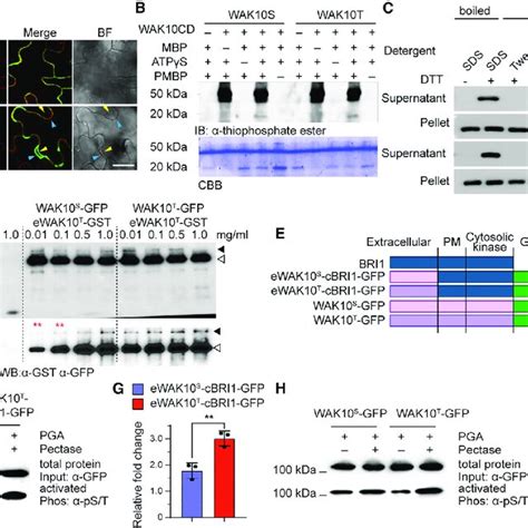 Pdf A Receptor Like Kinase Controls The Amplitude Of Secondary Cell