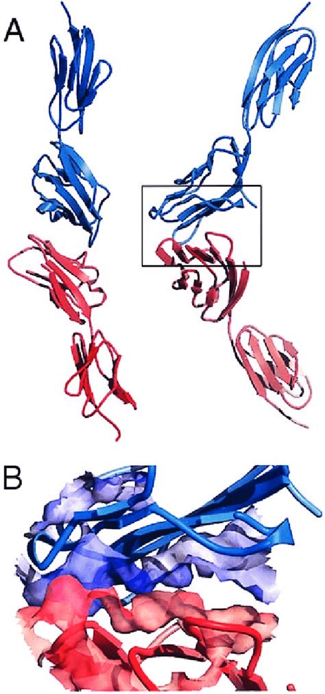 Lack Of Shape Complementarity In The Presumptive Complex Of Cd58 And
