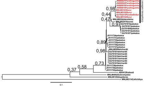 Maximum Likelihood Tree Log Likelihood Of Corydoras Download Scientific Diagram