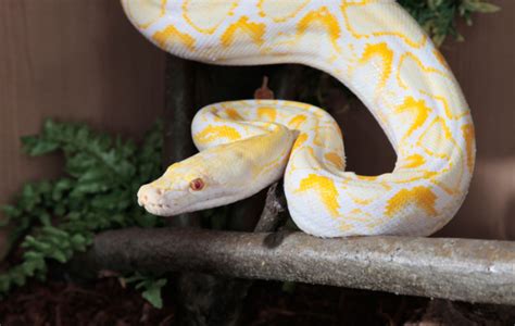Reticulated Python Profile Reptile Craze