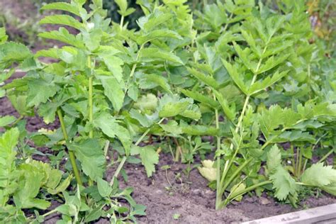 How To Plant And Grow Parsnips Harvest To Table How To Plant And Grow Parsnips Harvest To Table