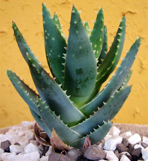 Discover Aloe Look Alikes Enhance Your Garden With Plants That