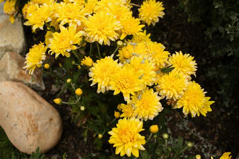 คลังภาพถ่ายฟรีของ กลีบดอก กลีบสีชมพู การจัดดอกไม้ การถ่ายภาพดอกไม้ การถ่ายภาพมาโคร การ