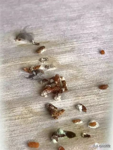 一品繡痴 關於鳥食軟硬便便來決定 每日頭條