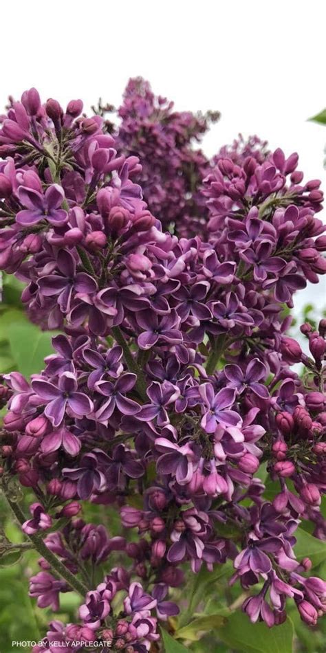 Buy Syringa Vulgaris ‘nadezhda Double Flowering Lilac Tree — Mr Maple │ Buy Japanese Maple Trees