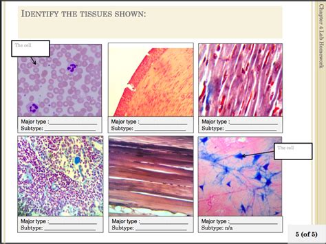 Chapter 4 Diagram 5 Of 5 Openstax Anatomy And Physiology Diagram Quizlet