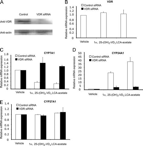 The Sirna Knockdown Of Vdr Prevents Ligand Dependent Vdr Inhibition Of
