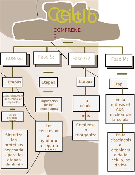 Mapa Conceptual Del Ciclo Celular Docsity