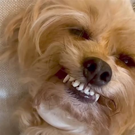 Aamon ☠️ Youtube