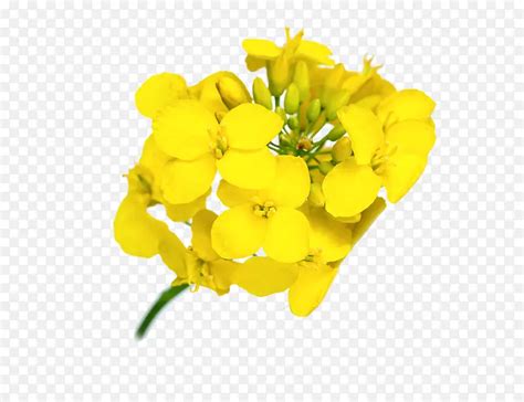 黄色油菜花免抠PNGPNG图片素材下载 图片编号qbavmovp 免抠素材网