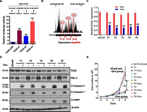 Functional Importance Of Tox2 Se In Nktl Cells A Enhancer Activity Was