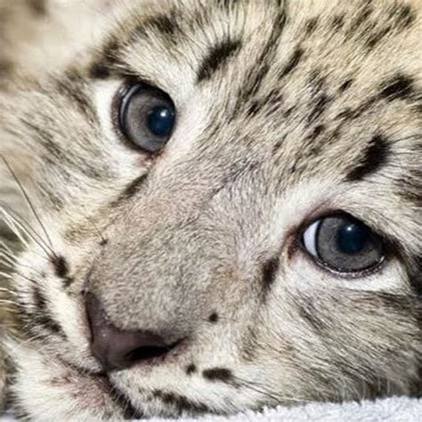 William Morrell Youtube