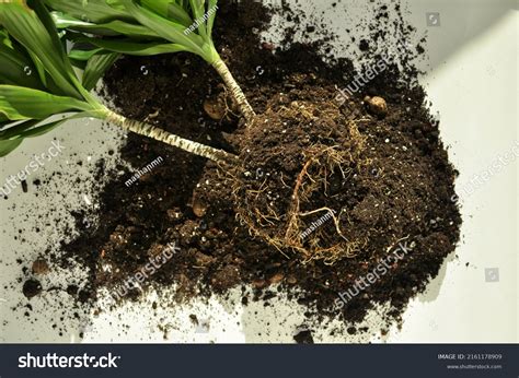 Naked Roots Soil On White Background Stock Photo 2161178909 Shutterstock