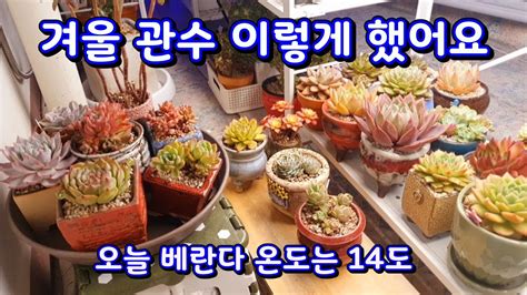 다육 겨울관수 영하 날씨에 괜찮을까요 다육겨울관수 다육물주기 YouTube