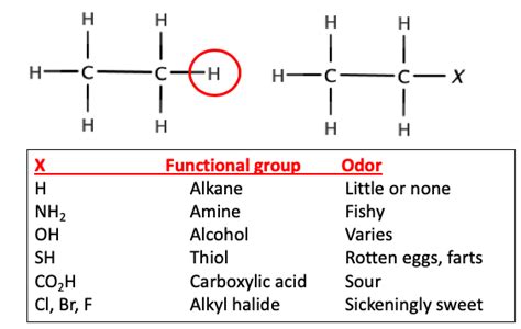 Ester Functional Group Examples
