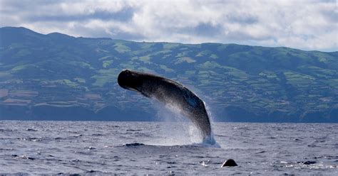 Rabo De Peixe Expedition Till Skyddade Områden För Kaskelotvalar Getyourguide