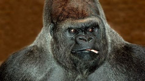 The Most Endangered Animals Top 15 Threatened Species