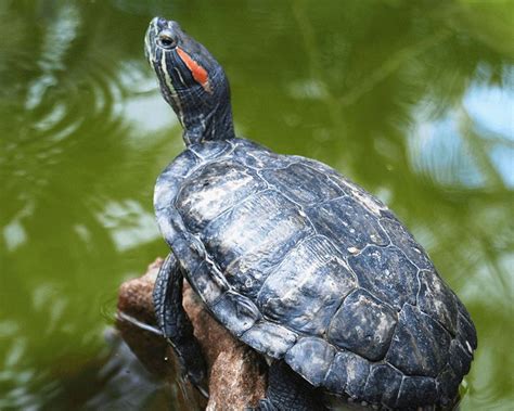 Red Eared Slider Lifespan How Long Can These Turtles Live