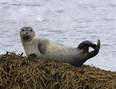 21 Types Of Seals Species Facts And Photos