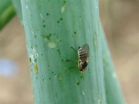 ネギハモグリバエとは 起こす被害と特徴防除対策 minorasu ミノラス 農業経営の課題を解決するメディア